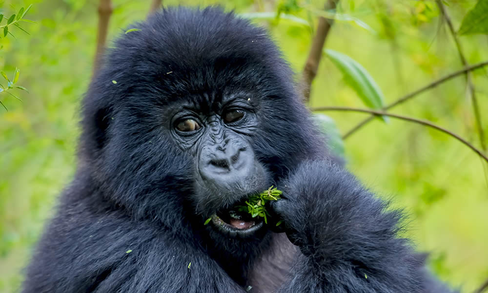 Rwanda Safaris | Gorilla Trekking and Wildlife Safaris in Rwanda.