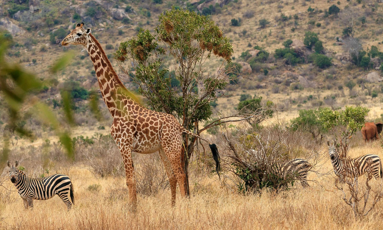 Unique Rwanda Vacation Experts Unique Rwanda Vacation Experts