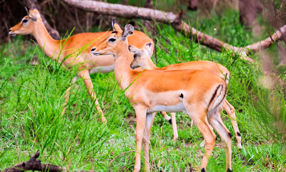 Akagera game drive - Unique Rwanda Vacation Experts