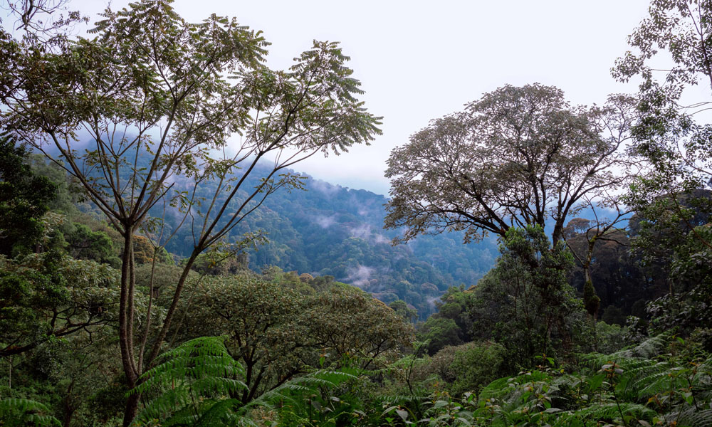 Gishwati-Mukura National Park - Unique Rwanda Vacation Experts