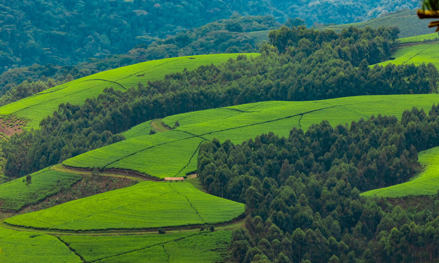 Unique Rwanda Vacation Experts Unique Rwanda Vacation Experts