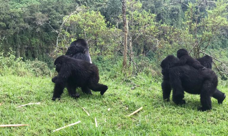 3 Days Gorilla Trekking Safari in Rwanda | Rwanda Gorilla Tour.