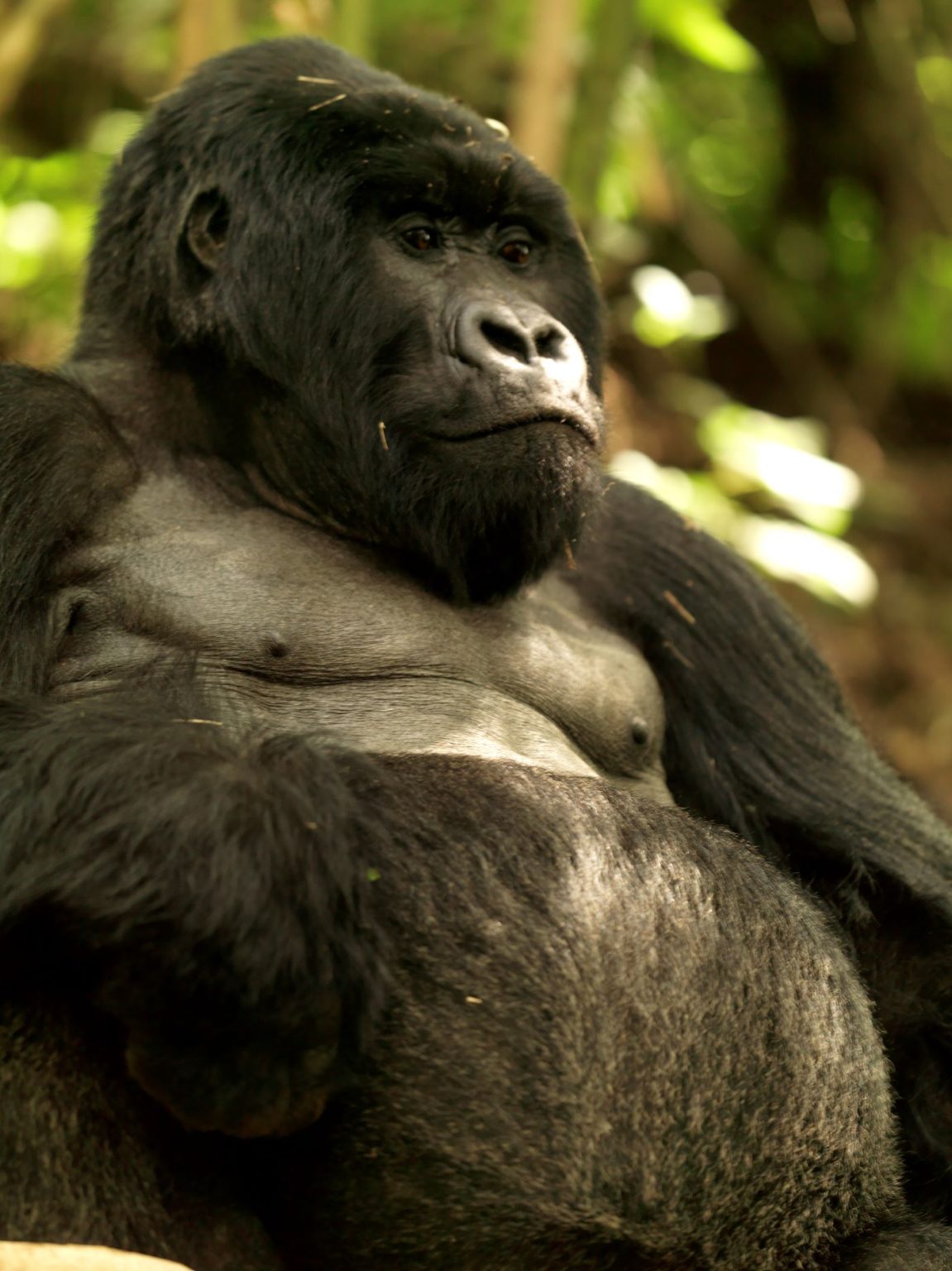 Reasons to visit Rwanda - Unique Rwanda Vacation Experts