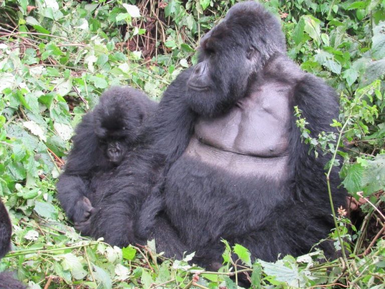 Rwanda Discounted Gorilla Permits 2026